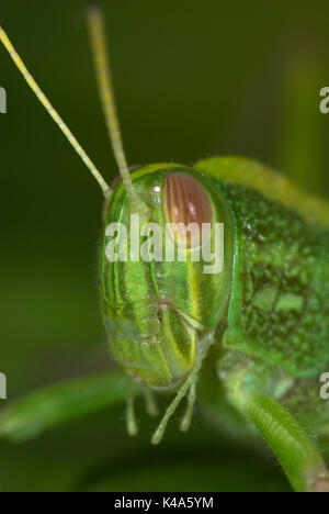 Jungle Grasshopper Orthoptera sp Thailand brown with dark Stock Photo ...
