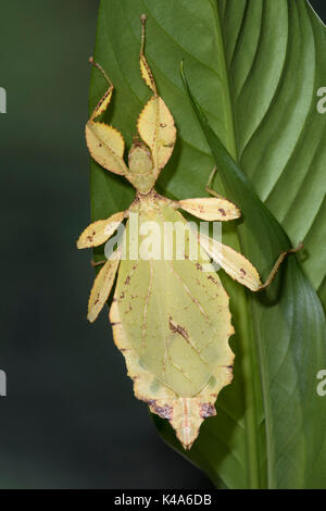 Gray's Leaf Insect, Phyllium philippinicum, native to west Malaysia ...
