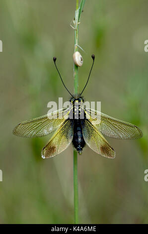 Ascalaphid, Libelloides ictericus, on grass stem, wing outstretched and ...