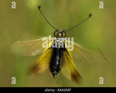 Ascalaphid, Libelloides ictericus, on grass stem, wing outstretched and ...
