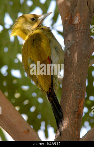 Cream-coloured Woodpecker (Celeus flavus Stock Photo - Alamy