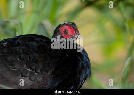 Edwards Pheasant, Lophura edwardsi, Male, Captive, endemic to the ...