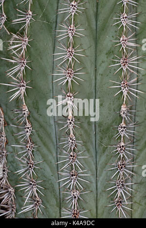 Cardon or elephant cactus Pachycereus pringlei next to a rock in Baja ...