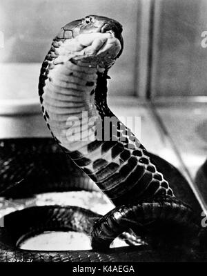 Sssssss (Don't say it, hiss it), aka: Sssssnake Kobra, USA 1973, Regie ...