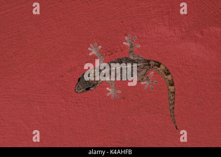 Boettger's wall gecko Tarentola boettgeri. Cruz de Pajonales. Gran ...
