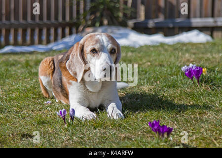 Older Beagle Dog Enjoying The Sun On Green Spring Meadow Stock Photo ...