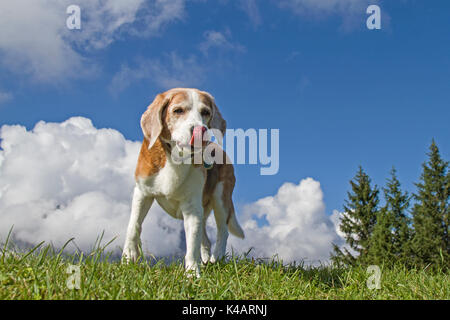 Beagle On A Mountain Meadow In Mountains Stock Photo - Alamy