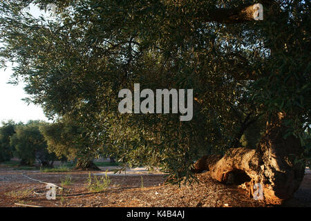 Thousand-year-old Olive Tree in Cap-Martin (French Riviera). Biologists ...