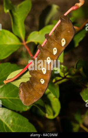 Pandora Sphinx Moth - Eumorpha pandorous Stock Photo - Alamy