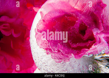 Azalea In Crystal Clear Ice Stock Photo - Alamy