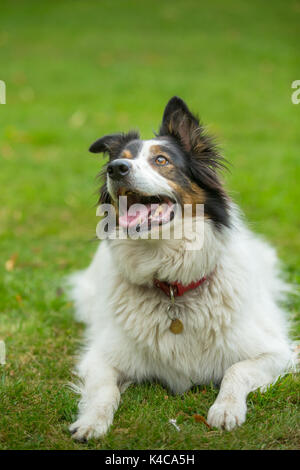 Border collie dog lying down and wearing a collar a paw hangs down ...