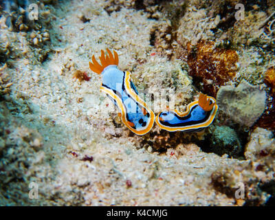 2 Two Pyjama Slugs, Chromodoris Elizabethina, Ready To Mate. Selayar ...