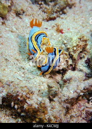 2 Two Pyjama Slugs, Chromodoris Elizabethina, Ready To Mate. Selayar ...