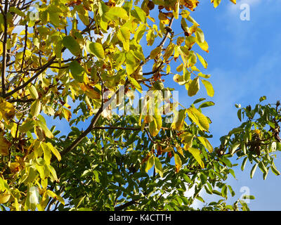 Ripe Walnuts Hanging In Walnut Tree Stock Photo - Alamy