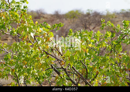 Mopane Tree Africa, Colospermum Mopane Stock Photo: 117693511 - Alamy