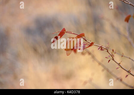 Mopane Tree, Africa, Colospermum Mopane Stock Photo - Alamy