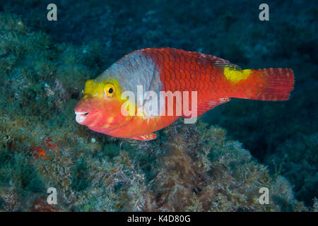 Mediterranean parrotfish (Sparisoma cretense), female swimming above ...
