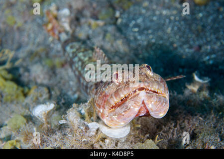 Atlantic lizardfish, Synodus saurus Stock Photo - Alamy