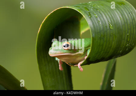 White Lipped tree frog peeking out of a curled leaf Stock Photo - Alamy
