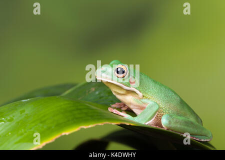 White Lipped tree frog peeking out of a curled leaf Stock Photo - Alamy