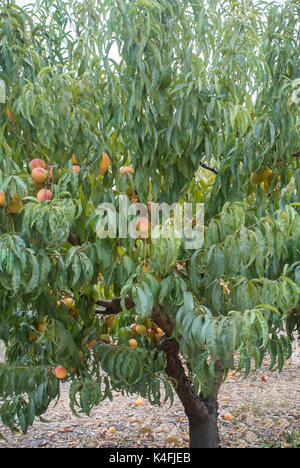 Peach orchard with plenty of fruit ready to harvest Stock Photo - Alamy