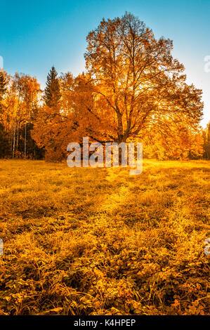 autumn tree orange scenery in park Stock Photo - Alamy