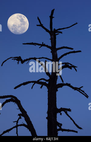 Old, dead tree with moon behind; Snape, Suffolk, England Stock Photo ...