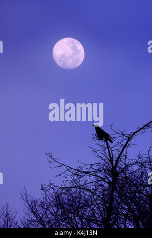 Moon and Crow, bird sitting on the bronze statue of epiphany man ...