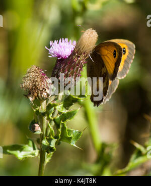 Gatekeeper Butterfly (Pyronia tithonus) - aka Hedge Brown Stock Photo ...
