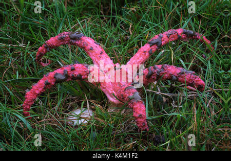 Clathrus Archeri - Devil's Fingers Fungus (UK) or Octopus Fungus Stock ...