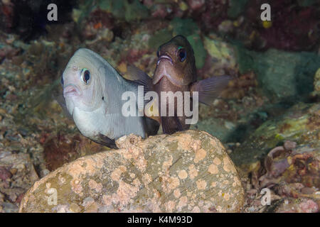 Black Damsel (Neoglyphidodon melas Stock Photo - Alamy