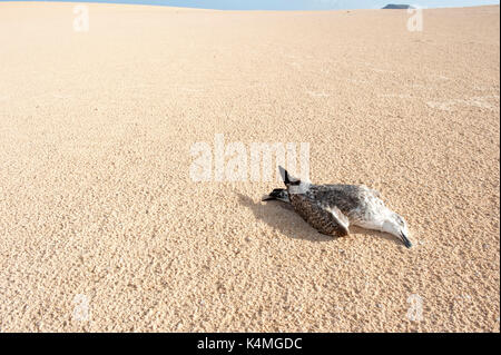 Dead seagull bird on an arid, drought-stricken rocky wilderness terrain ...