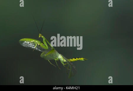Praying Mantis in flight Order: Mantodea Costa Rica Stock Photo - Alamy