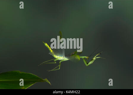Tropical praying mantis, order Mantodea, in the cloud forests of ...