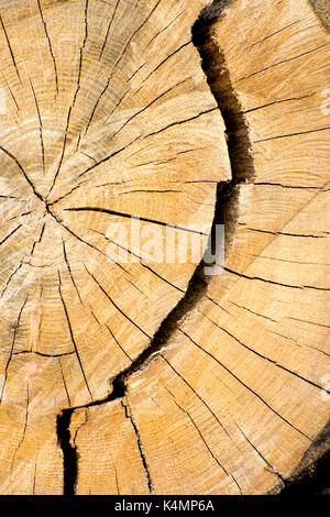 Wood grain texture, oak wood log, isolated on black background Stock ...
