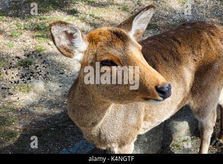 Deer walking around Nara Park Osaka Japan Stock Photo - Alamy