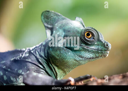Plumed basilisk (Basiliscus plumifrons), also known as the green ...