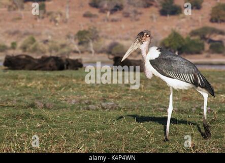 Marabou stork walking Stock Photo - Alamy