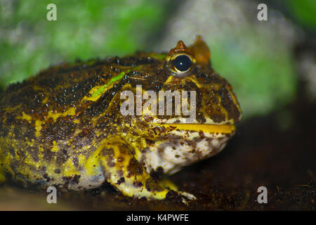 Ceratophrys aurita, Brazilian horned frog Stock Photo: 22408372 - Alamy