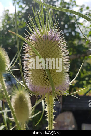 Kardendistel Dipsacus Karde Weber-Karde sativus Stock Photo - Alamy