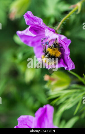 A bumble bee on a Geranium sanguineum flower Stock Photo - Alamy