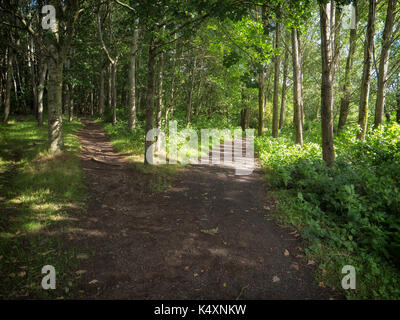 summer countryroad junction,Northern Ireland Stock Photo - Alamy