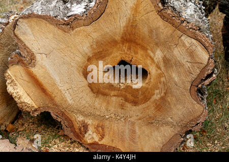 Cross-section of trunk of a European white birch Betula pendula tree ...