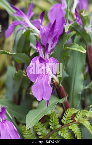 Roscoea purpurea flowers Stock Photo - Alamy