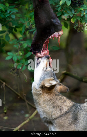 Wolf eating raw meat at feeding time Stock Photo - Alamy