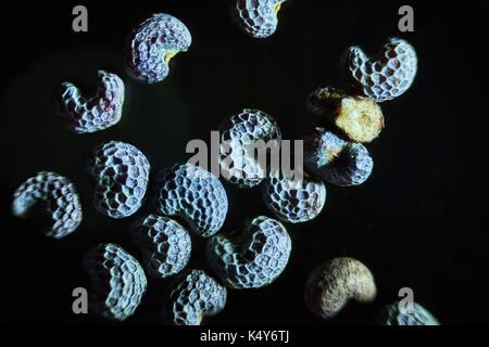 Microscopic seeds opium poppy Papaver somniferum. Wet shoots by ...