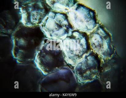 Microscopic seeds opium poppy Papaver somniferum. Wet shoots by ...