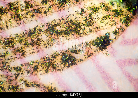 USA money under a microscope partially out of focus, focus point on ...