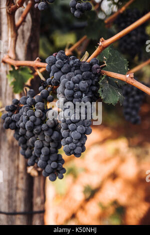 Red wine grape. Dark grapes background. Isabella grape. Blue grapes ...
