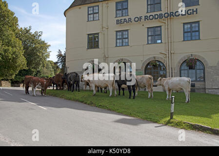 Minchinhampton Common in the southern Cotswolds Gloucestershire England ...